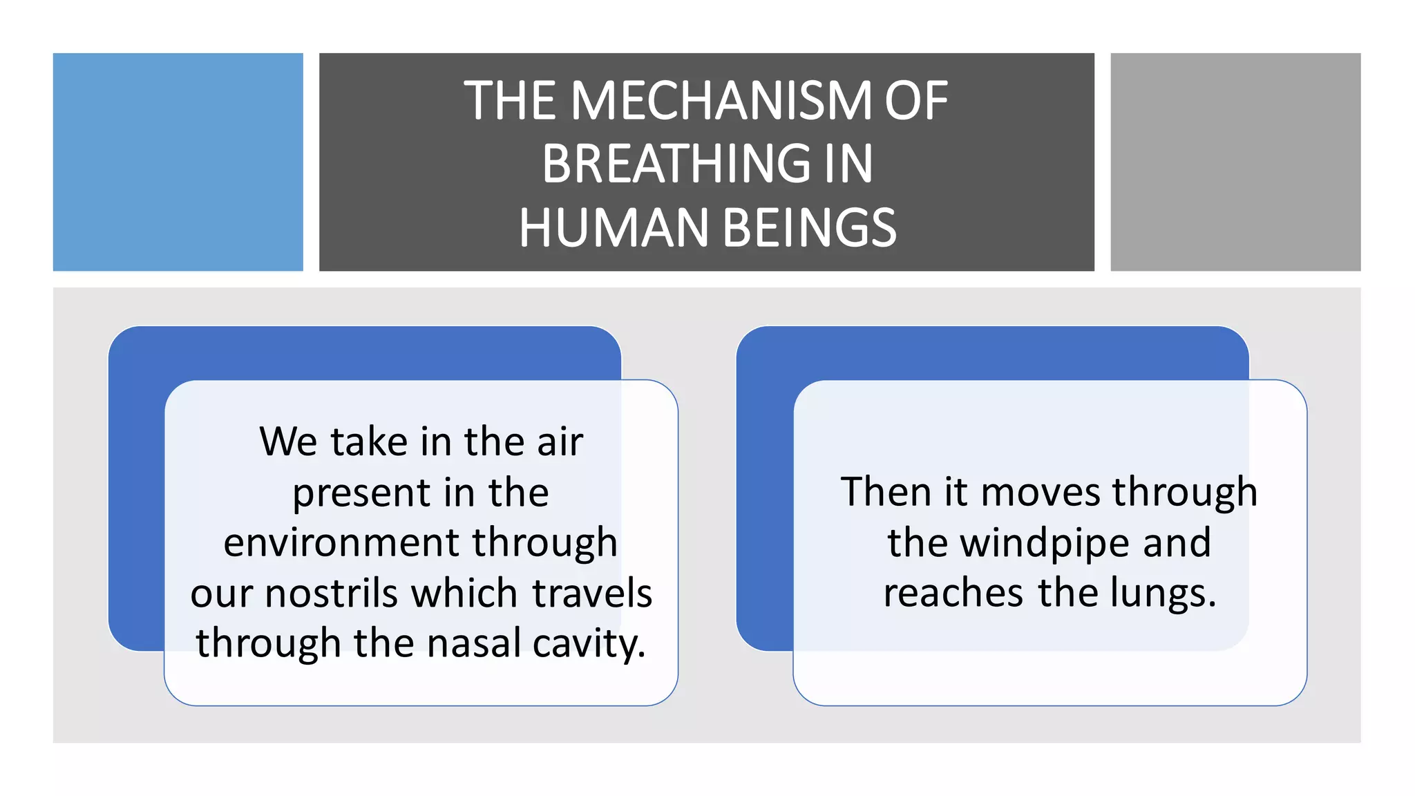 Chapter - 10, Respiration in Organisms, Science, Class 7 | PDF