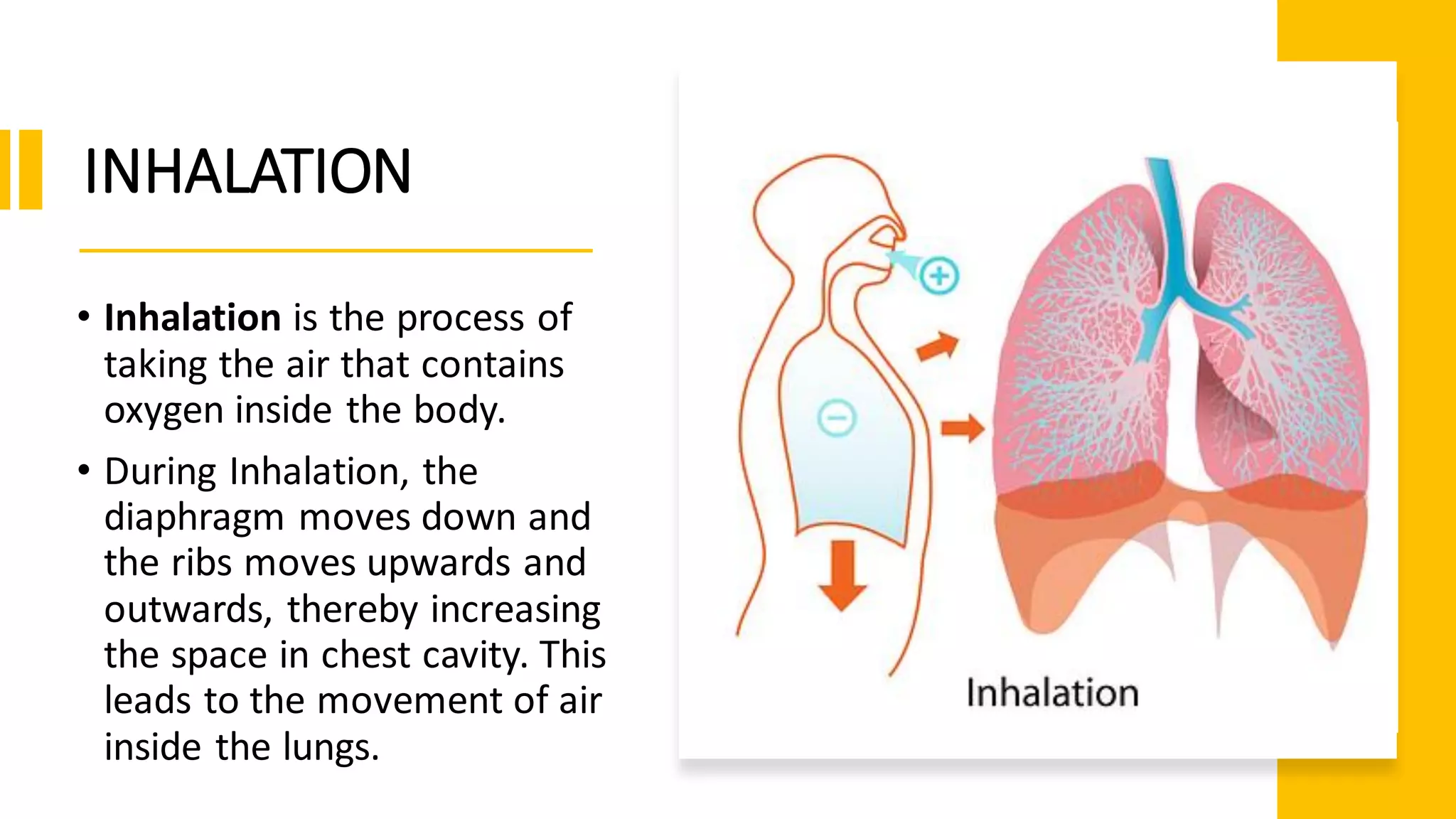 Chapter - 10, Respiration in Organisms, Science, Class 7 | PDF