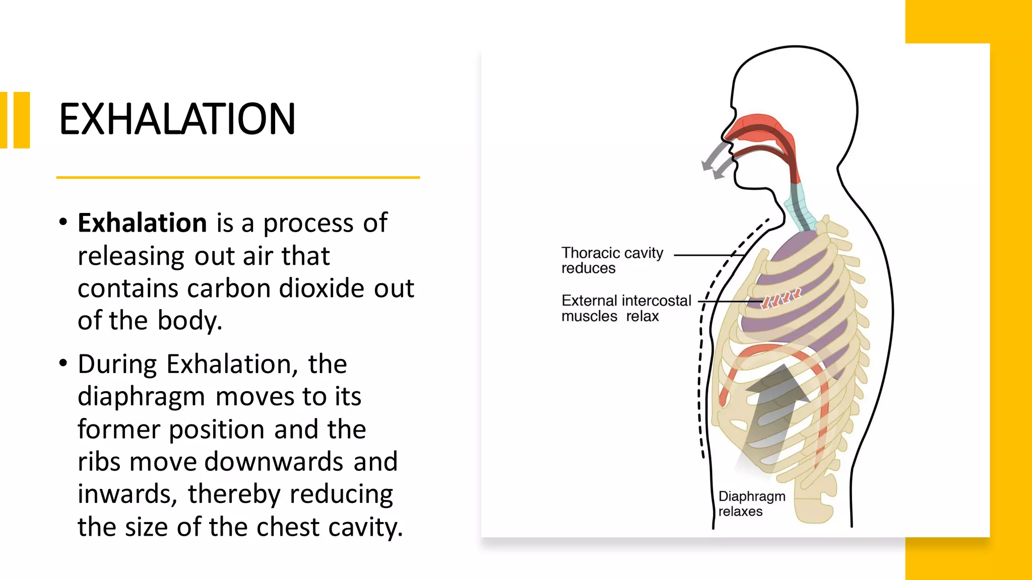 Chapter - 10, Respiration in Organisms, Science, Class 7 | PDF
