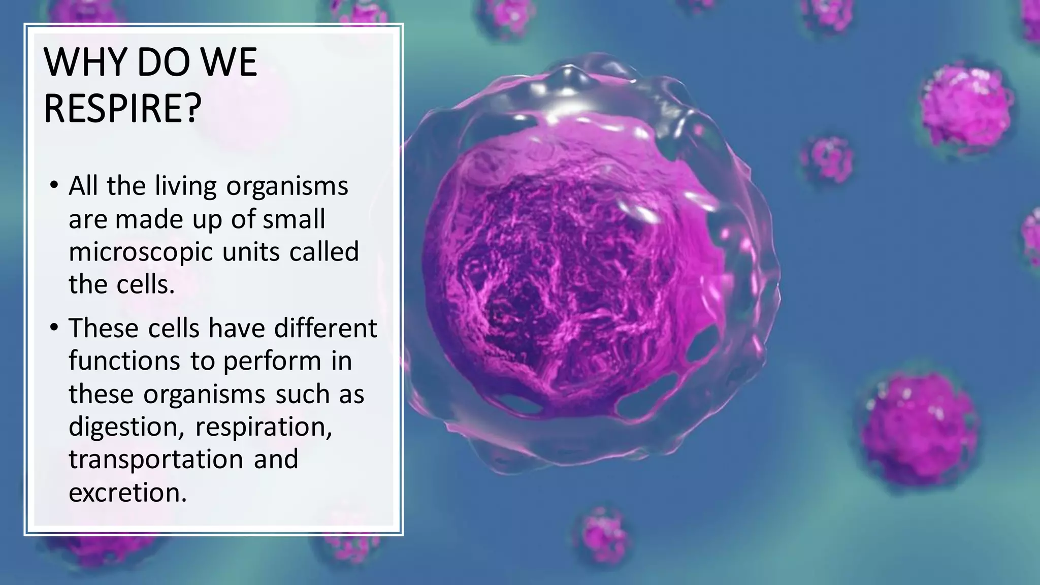 Chapter - 10, Respiration in Organisms, Science, Class 7 | PDF
