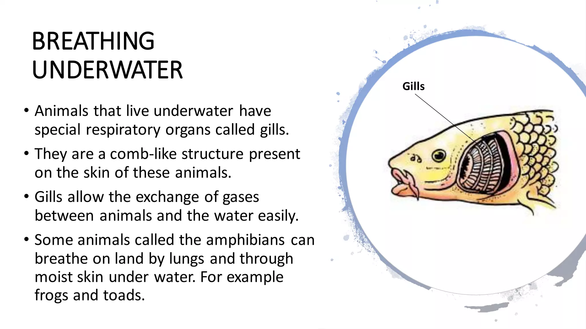 Chapter - 10, Respiration in Organisms, Science, Class 7 | PDF