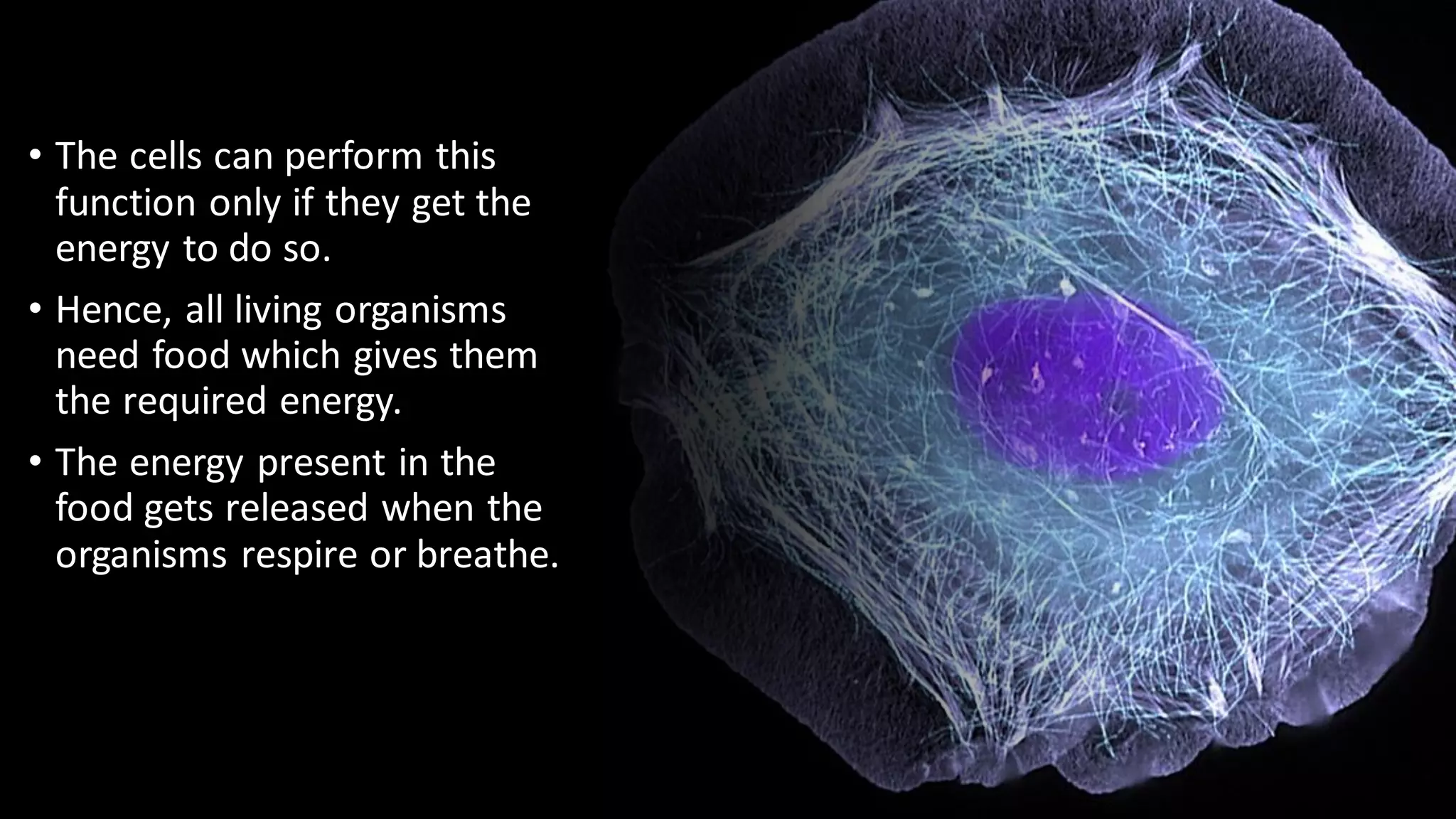 Chapter - 10, Respiration in Organisms, Science, Class 7 | PDF