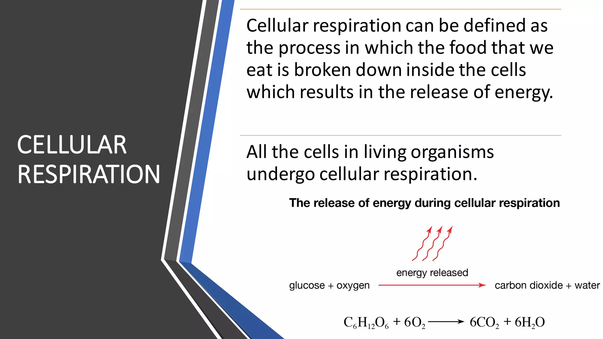 Chapter - 10, Respiration in Organisms, Science, Class 7 | PDF