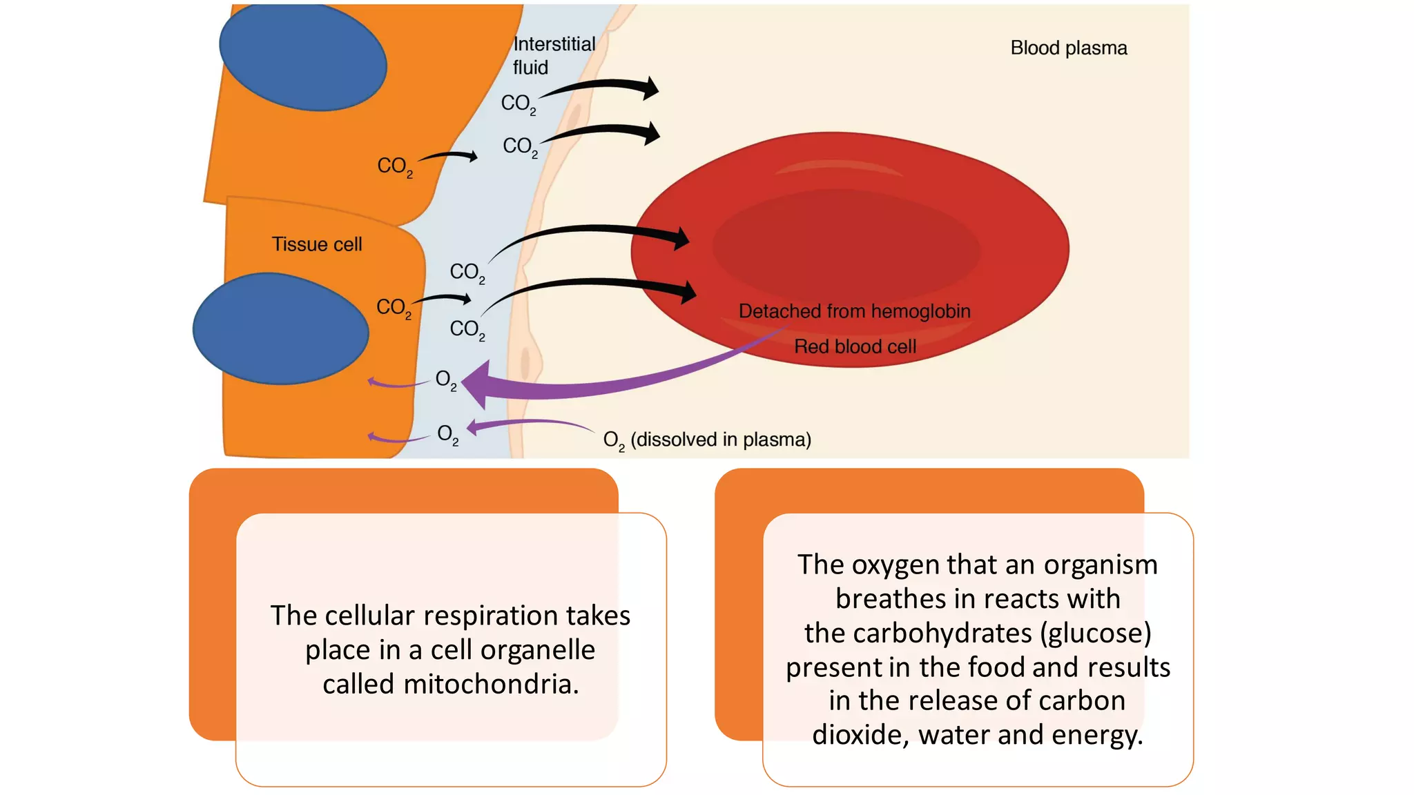 Chapter - 10, Respiration in Organisms, Science, Class 7 | PDF