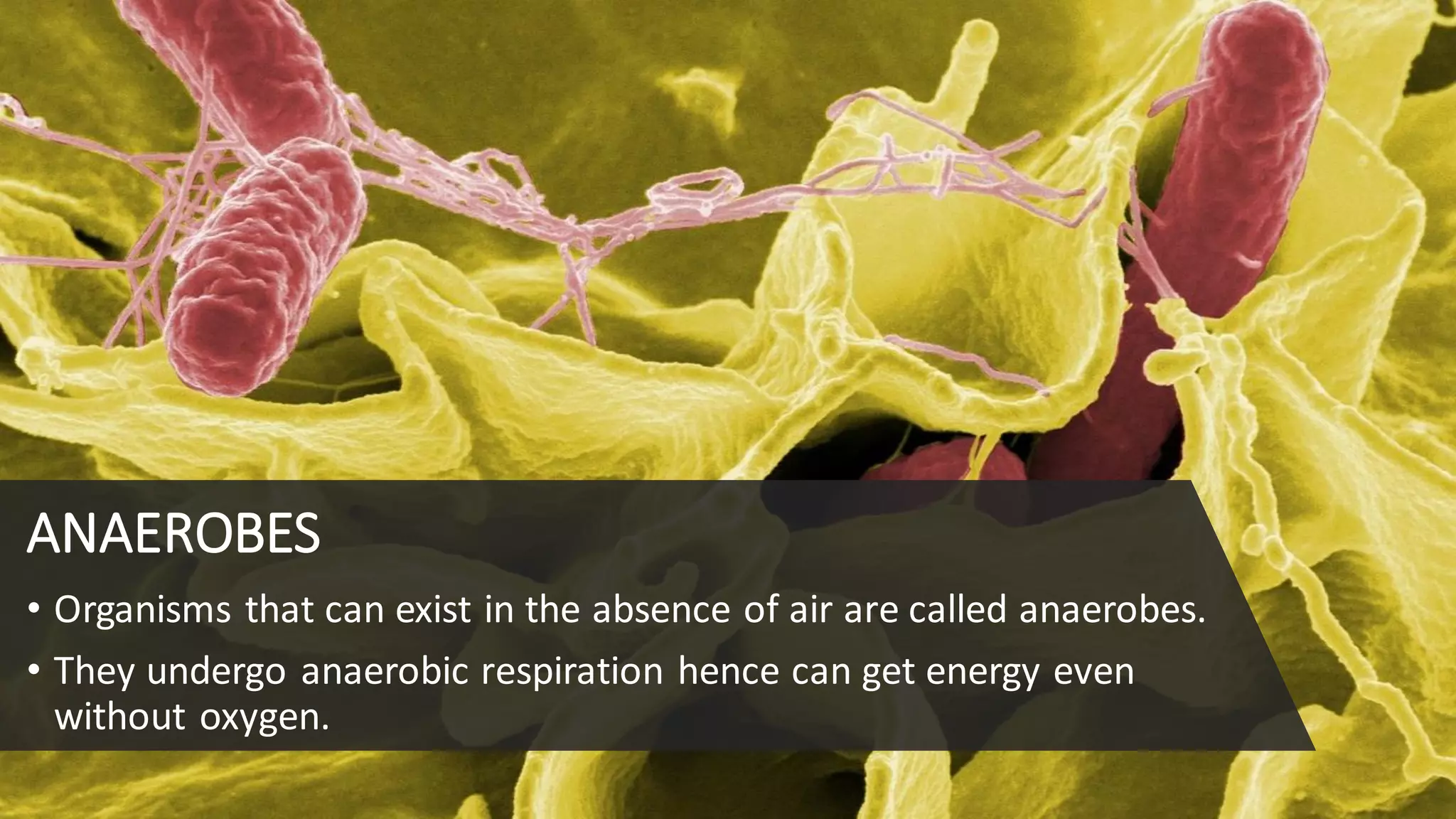 Chapter - 10, Respiration in Organisms, Science, Class 7 | PDF