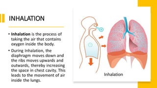 Chapter - 10, Respiration in Organisms, Science, Class 7 | PDF