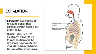 Chapter - 10, Respiration in Organisms, Science, Class 7 | PDF