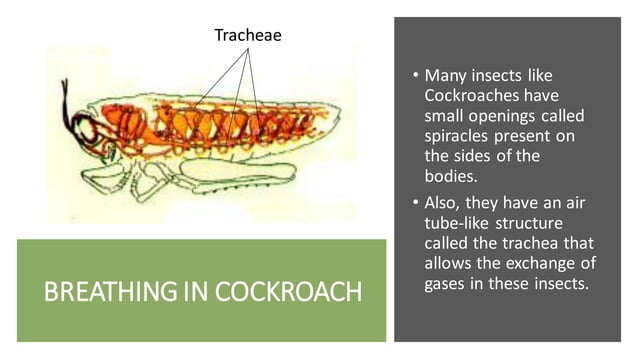 Chapter - 10, Respiration in Organisms, Science, Class 7 | PDF