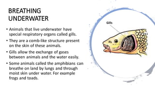 Chapter - 10, Respiration in Organisms, Science, Class 7 | PDF