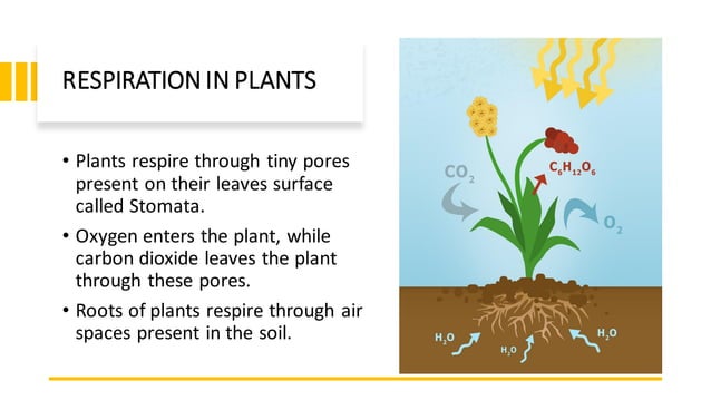 Chapter - 10, Respiration in Organisms, Science, Class 7 | PDF