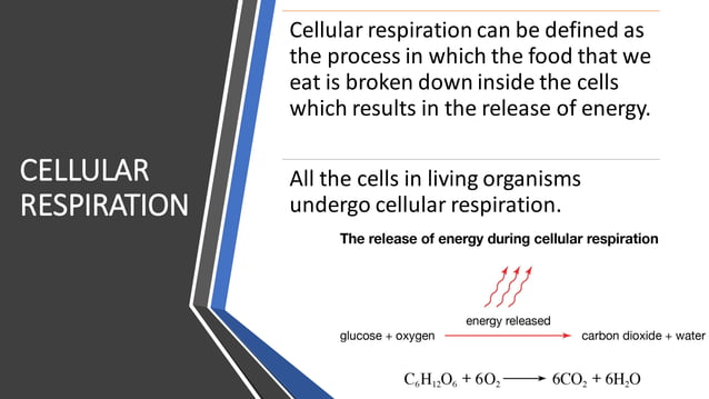Chapter - 10, Respiration in Organisms, Science, Class 7 | PDF