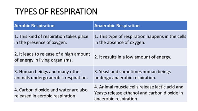 Chapter - 10, Respiration in Organisms, Science, Class 7 | PDF