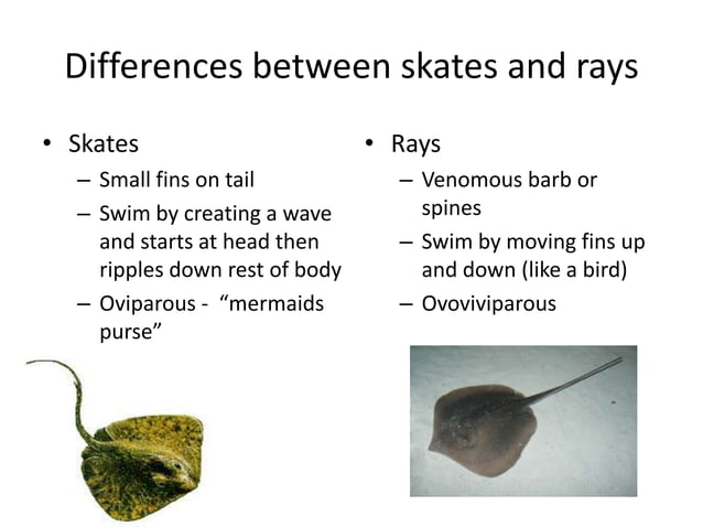 Chapter 10 sharks skates and rays | PPTX | Fish and Aquariums | Pets