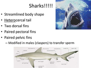 Chapter 10 sharks skates and rays | PPTX | Fish and Aquariums | Pets