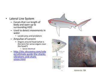 Chapter 10 sharks skates and rays | PPTX