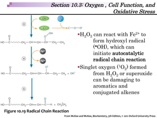 Electron transport chain (ETC) slides .pdf