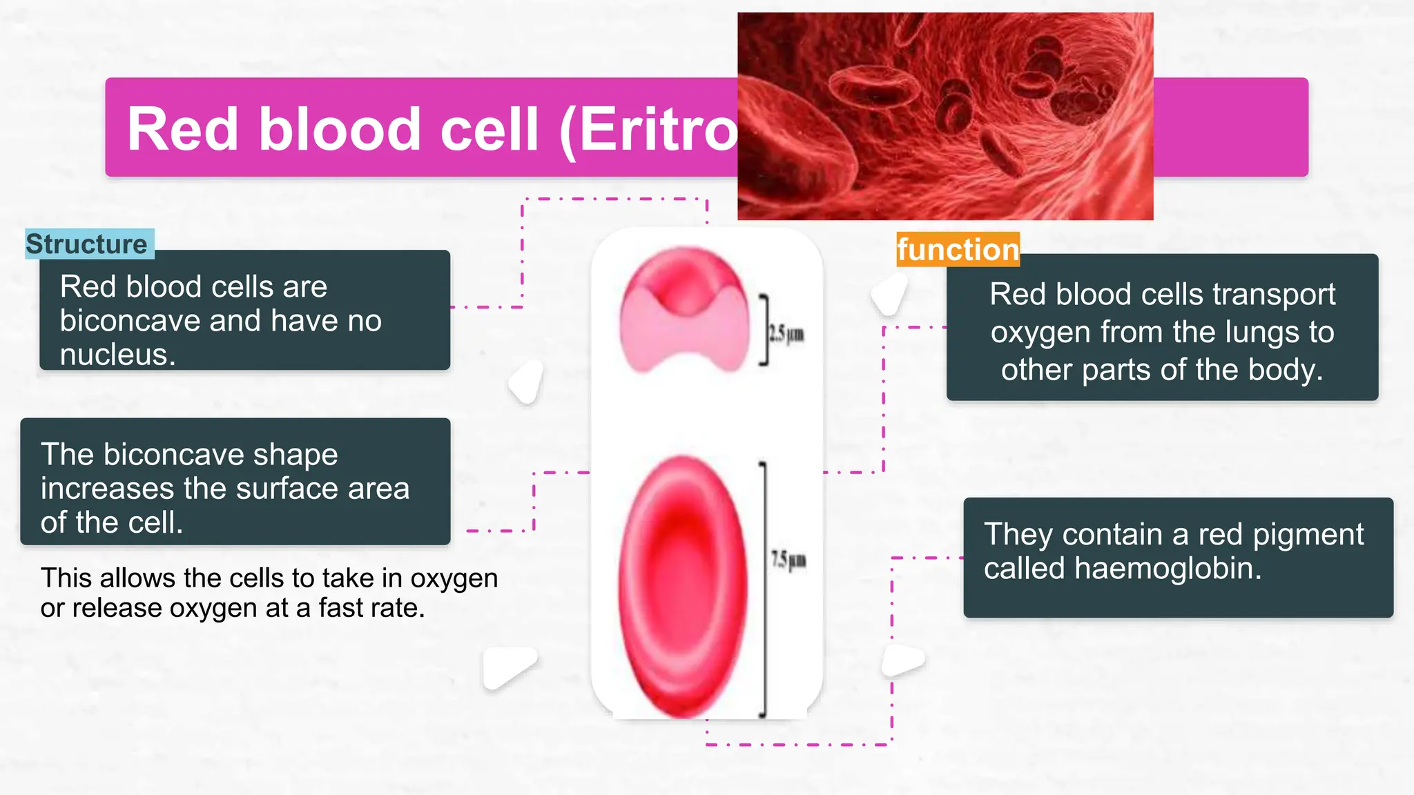 CHAPTER 10 TRANSPORT SYSTEMS FOR BODY.pptx