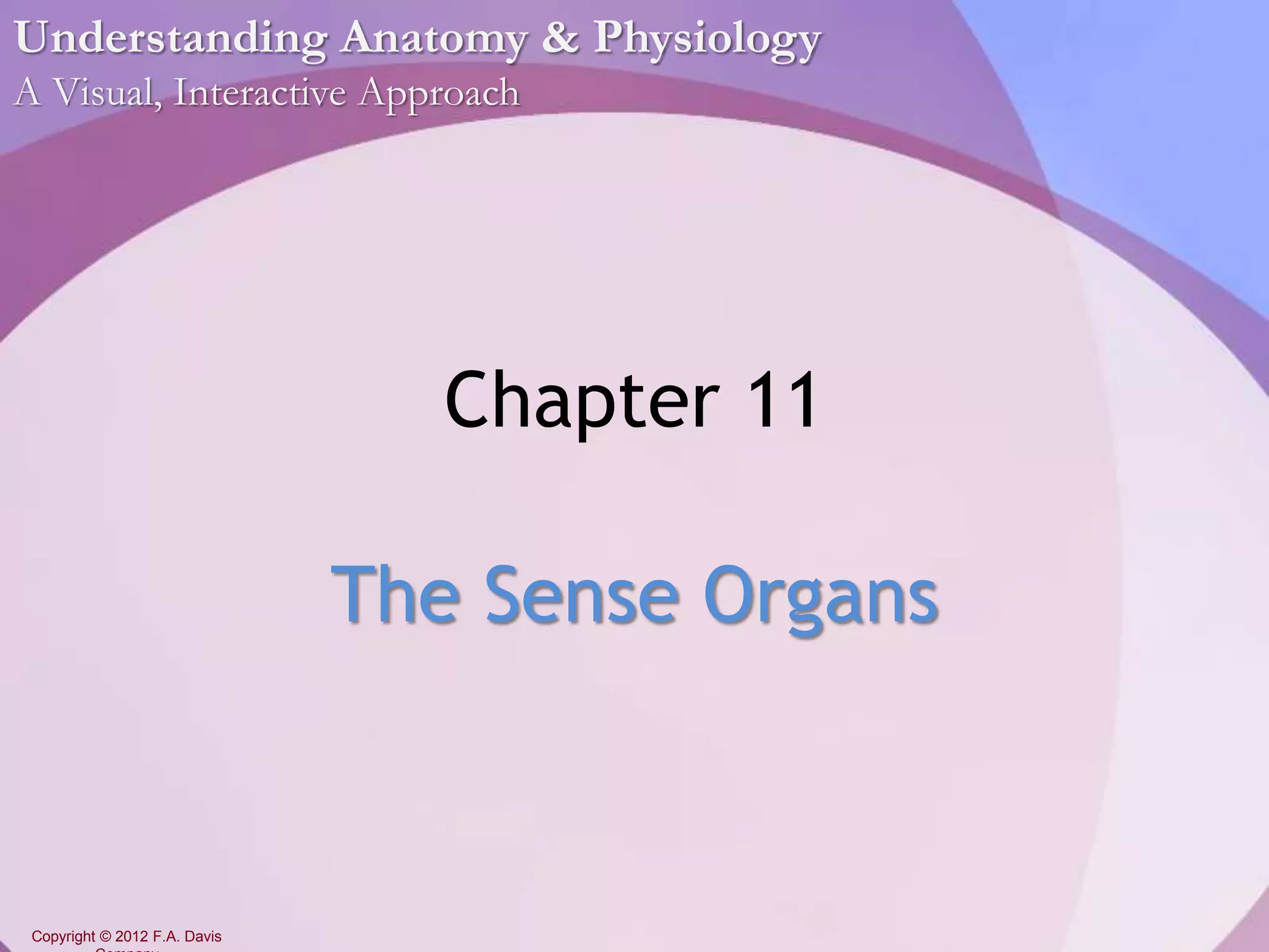 Chapter11 - Sense Organs | PPT
