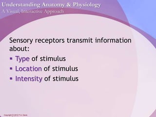 Chapter11 - Sense Organs | PPT