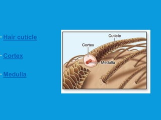 materi tentang anatomi dan fisiologi rambut dan kulit kepala | PPTX
