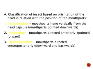 Chapter 1: introduction to plant entomology | PPT