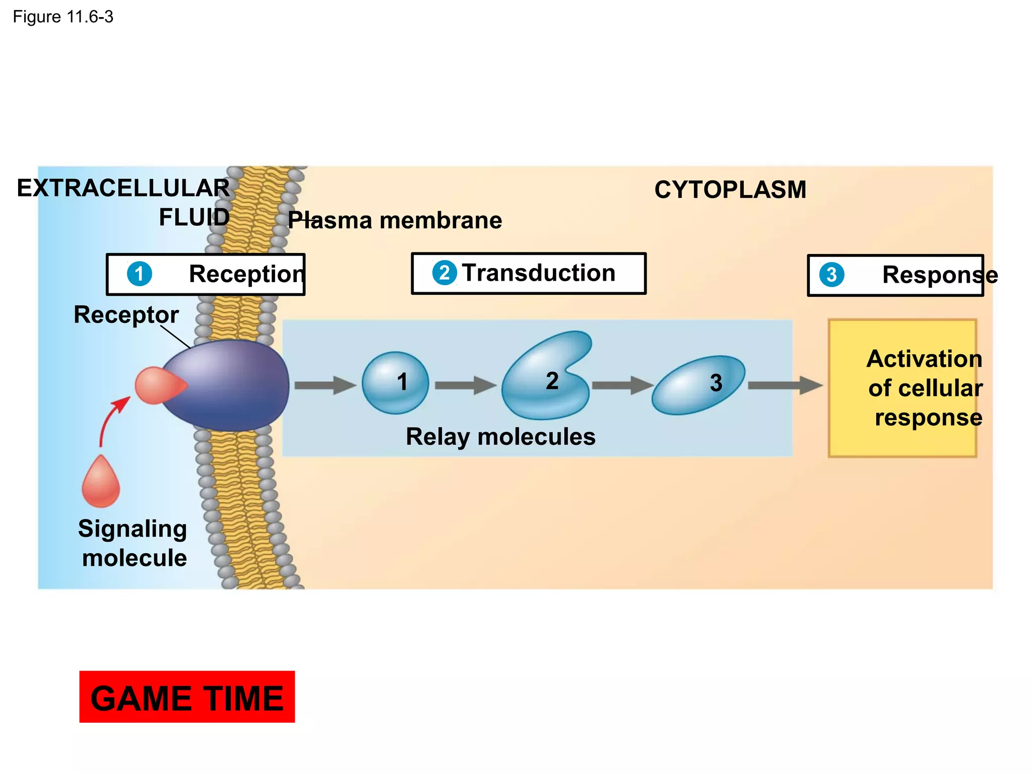 Chapter11 cellcommunication-151125145000-lva1-app6892 | PPT