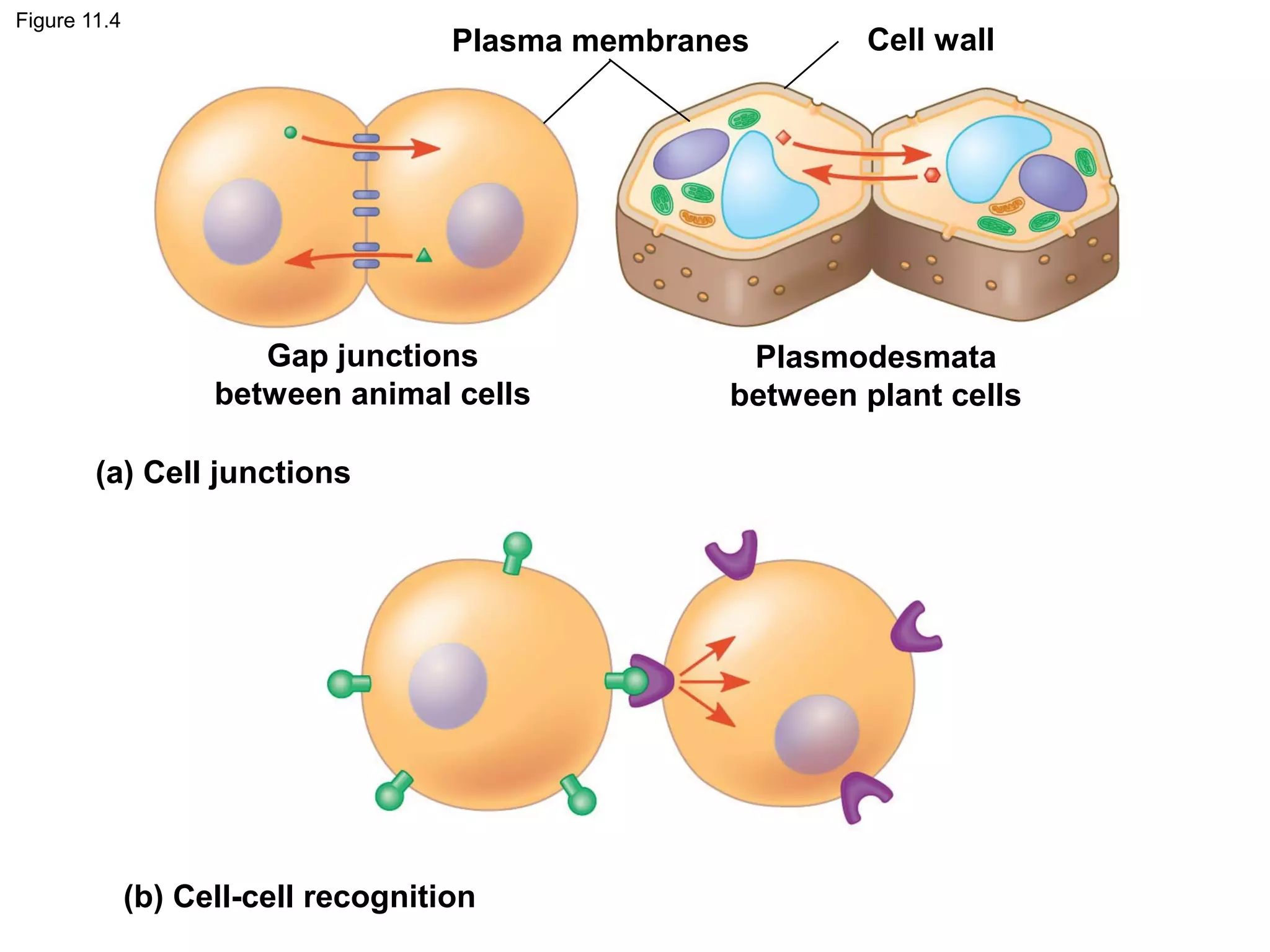 Chapter11 cellcommunication-151125145000-lva1-app6892 | PPT