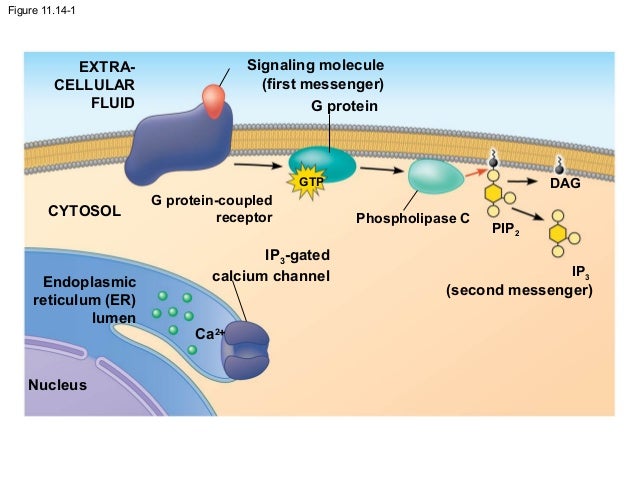 Chapter 11: Cell Communication