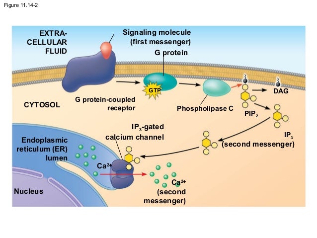 Chapter 11: Cell Communication