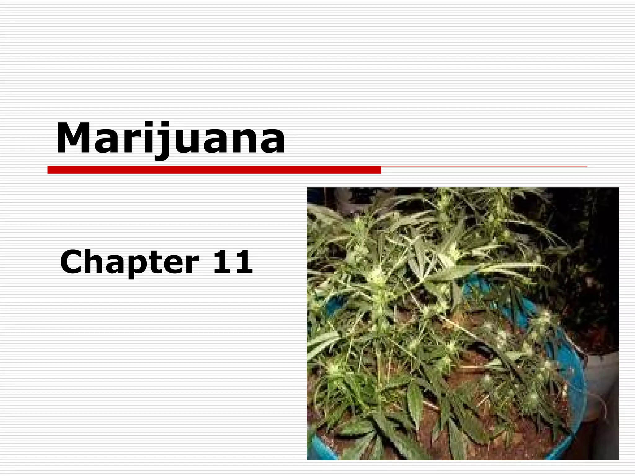 Chapter 11 Marijuana | PPT