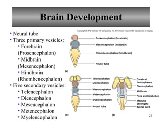 Chapter 11 Nervous System II- Divisions of the Nervous System | PPT