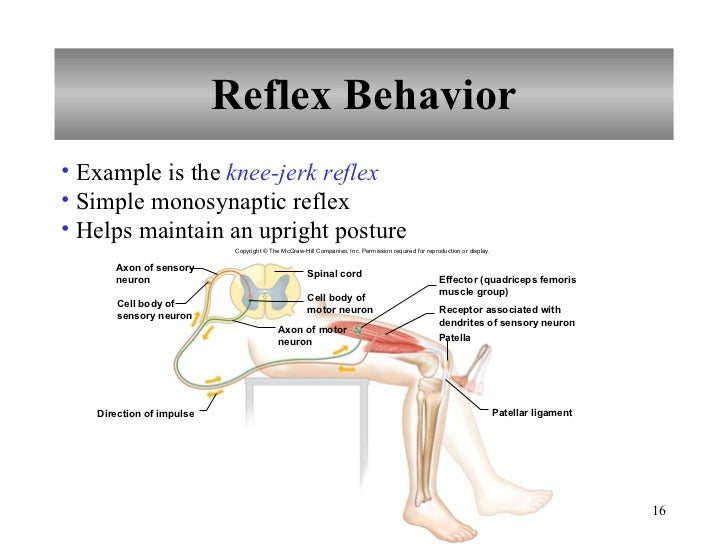 Chapter 11 Nervous System II- Divisions of the Nervous System