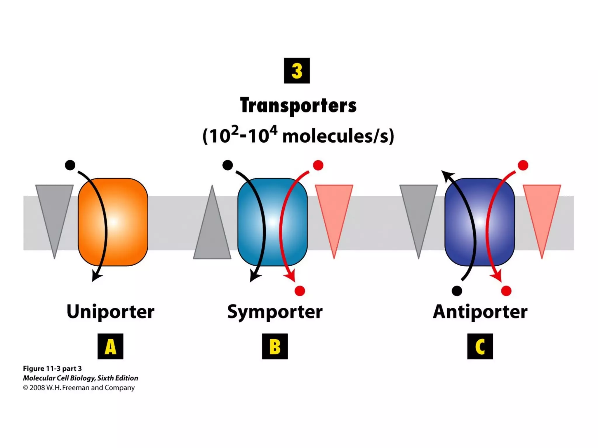 Molecular Cell Biology Lodish 6th.ppt - Chapter 11 transmembrane ...