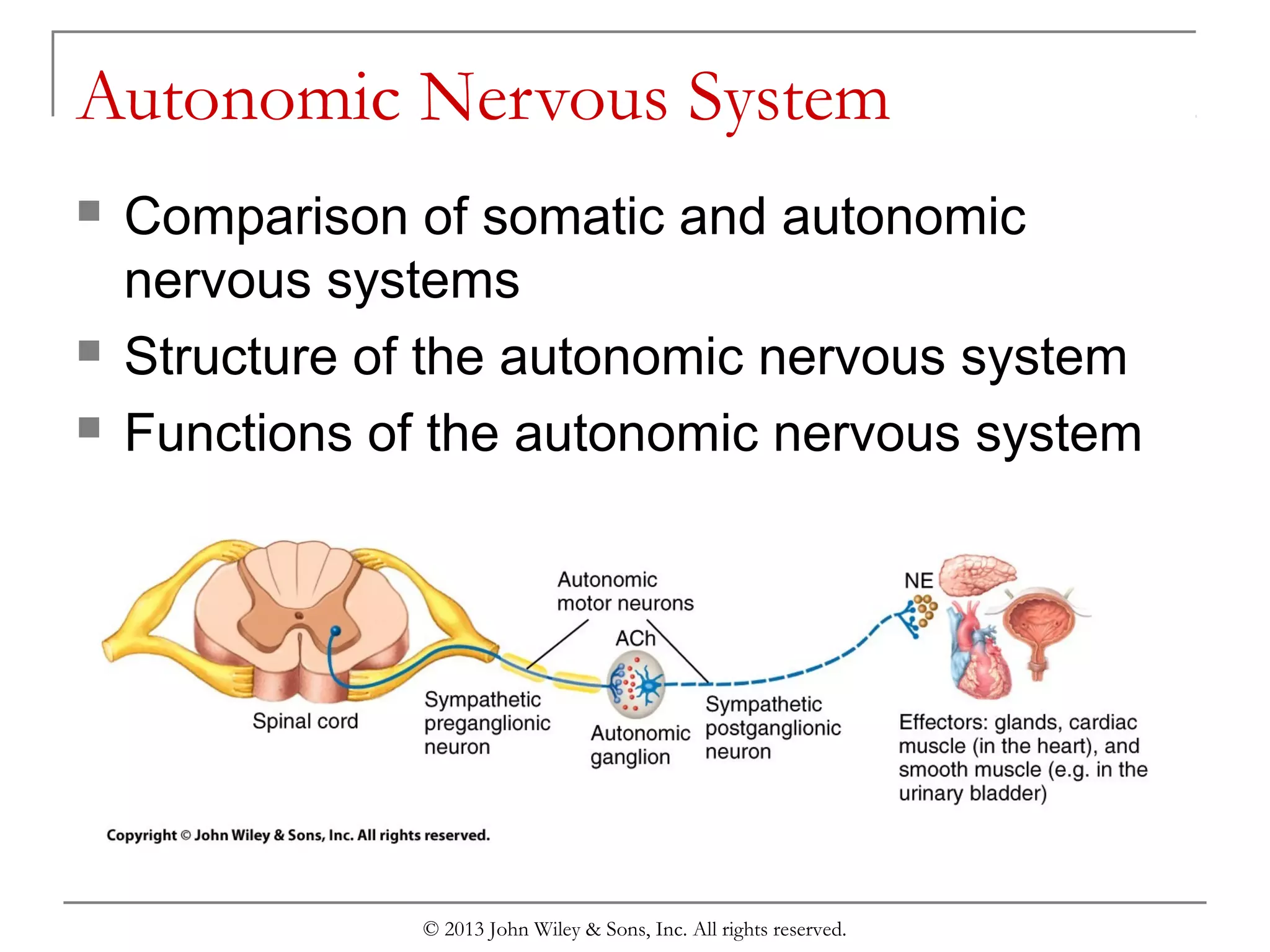 Chapter 11 autonomic nervous system | PPT