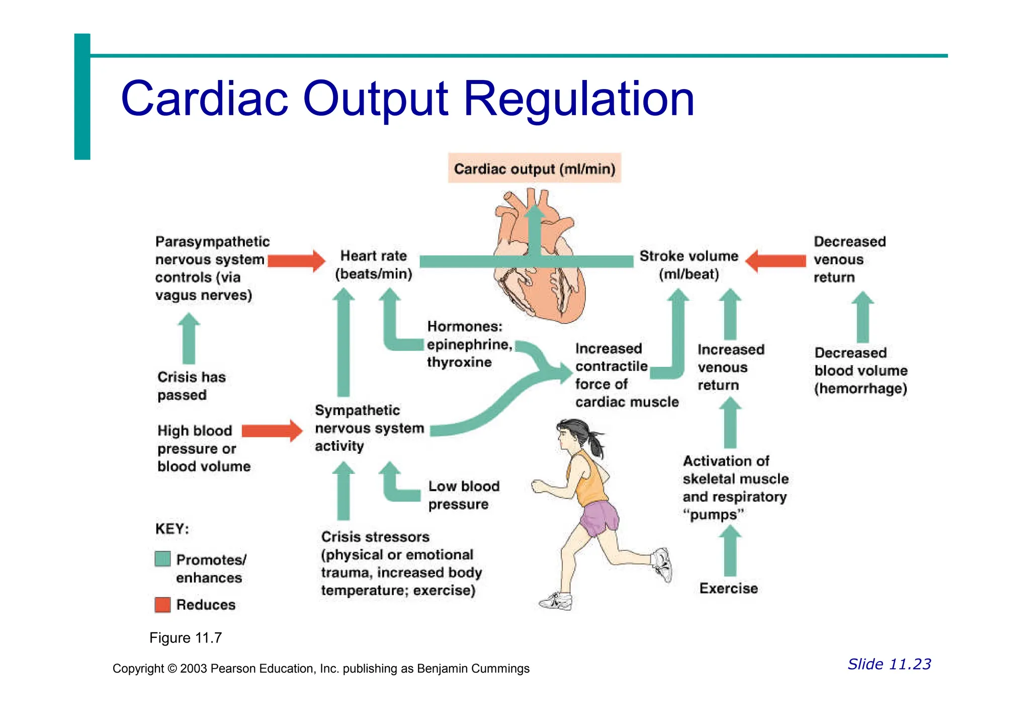 Chapter 11 cardio ppt.pdf