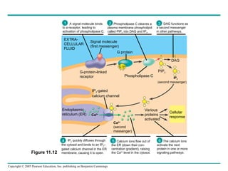 chapter11_cell_communication CELL TO CELL SIGNALLING | PPT