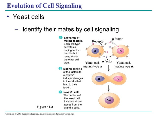 chapter11_cell_communication CELL TO CELL SIGNALLING | PPT