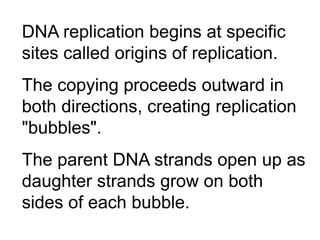 Chapter 11 DNA Strucuture and Replication RNA and Protien Synthesis ...