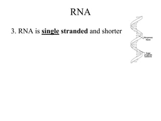 Chapter 11 DNA Strucuture and Replication RNA and Protien Synthesis ...