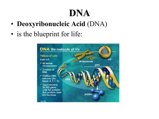 Chapter 11 DNA Strucuture and Replication RNA and Protien Synthesis ...