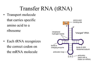 Chapter 11 DNA Strucuture and Replication RNA and Protien Synthesis ...