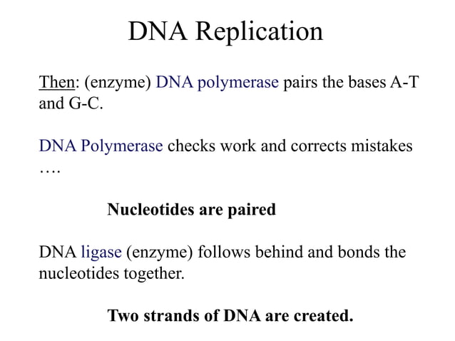 Chapter 11 DNA Strucuture and Replication RNA and Protien Synthesis ...