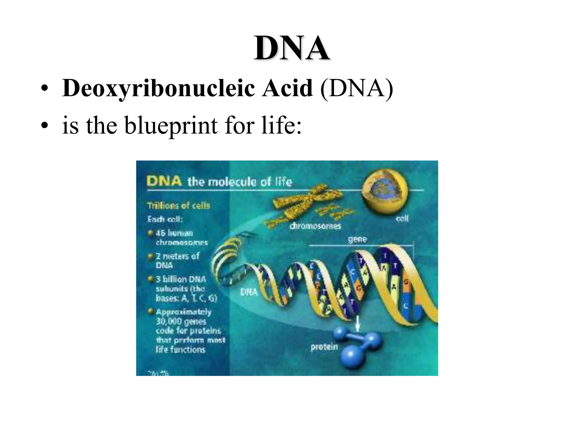 Chapter 11 DNA Structure and Replication RNA and Protien Synthesis 2017.ppt