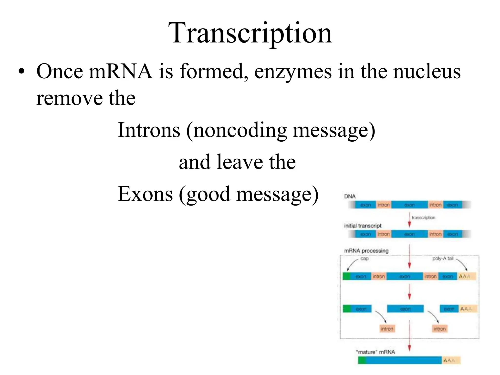 Chapter 11 DNA Structure and Replication RNA and Protien Synthesis 2017.ppt