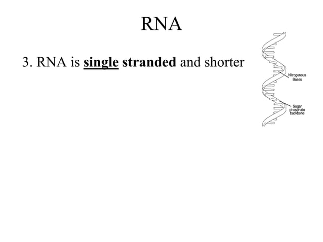 Chapter 11 DNA Structure and Replication RNA and Protien Synthesis 2017.ppt