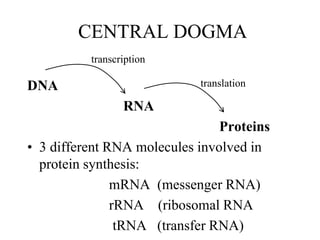 Chapter 11 DNA Structure and Replication RNA and Protien Synthesis 2017.ppt