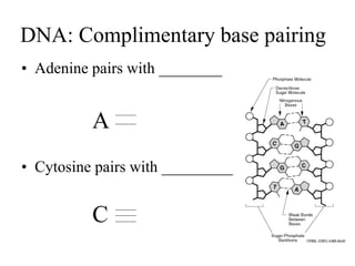 Chapter 11 DNA Structure and Replication RNA and Protien Synthesis 2017.ppt