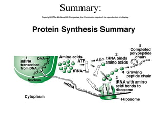 DNA Strucuture and Replication RNA and Protien Synthesis 2017.ppt