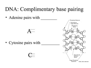 DNA Strucuture and Replication RNA and Protien Synthesis 2017.ppt