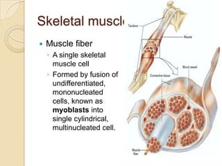 Single Skeletal Muscle Cell